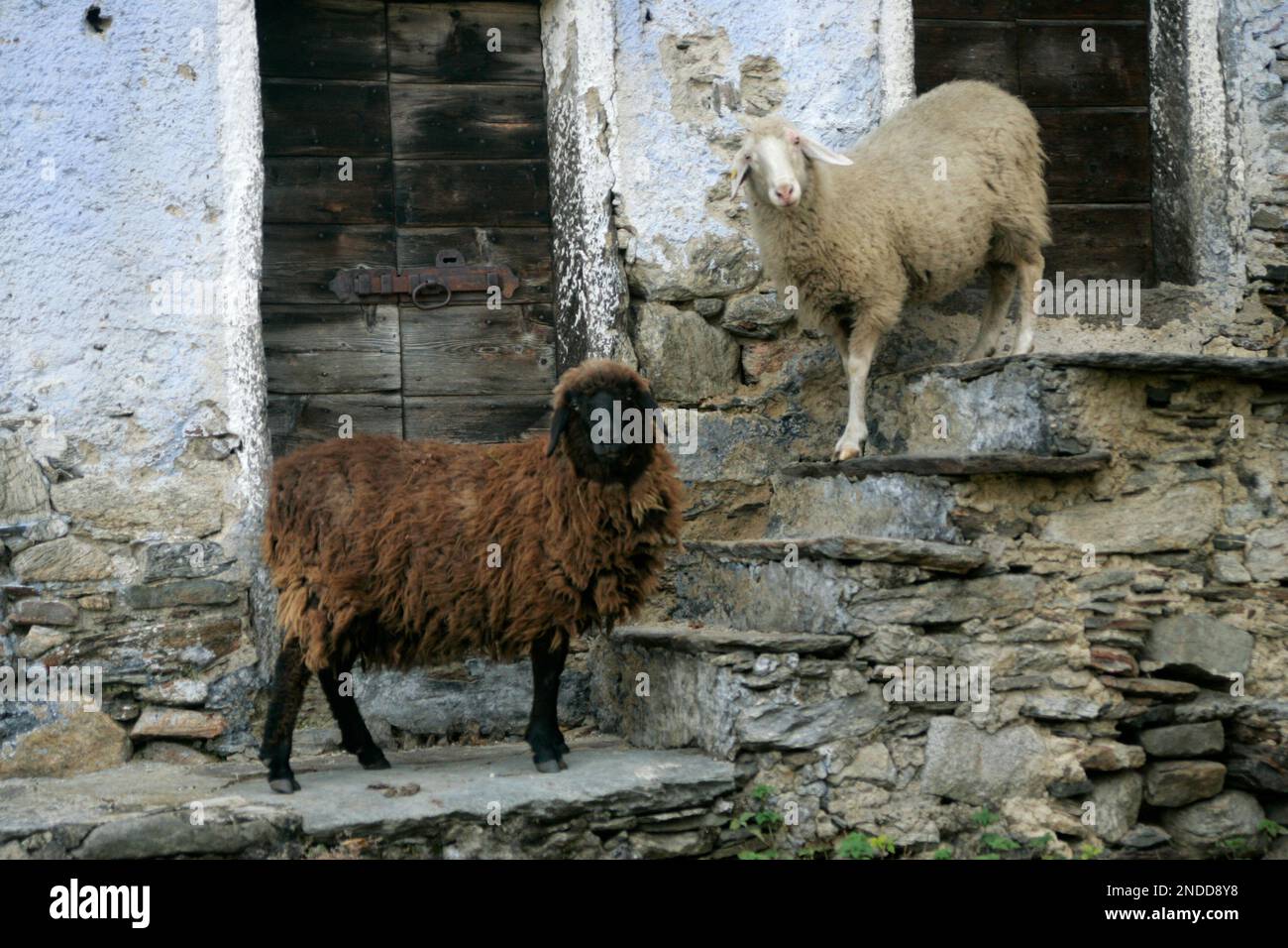 Europe, Italy, Montemezzo. Sheep on stone steps Stock Photo - Alamy