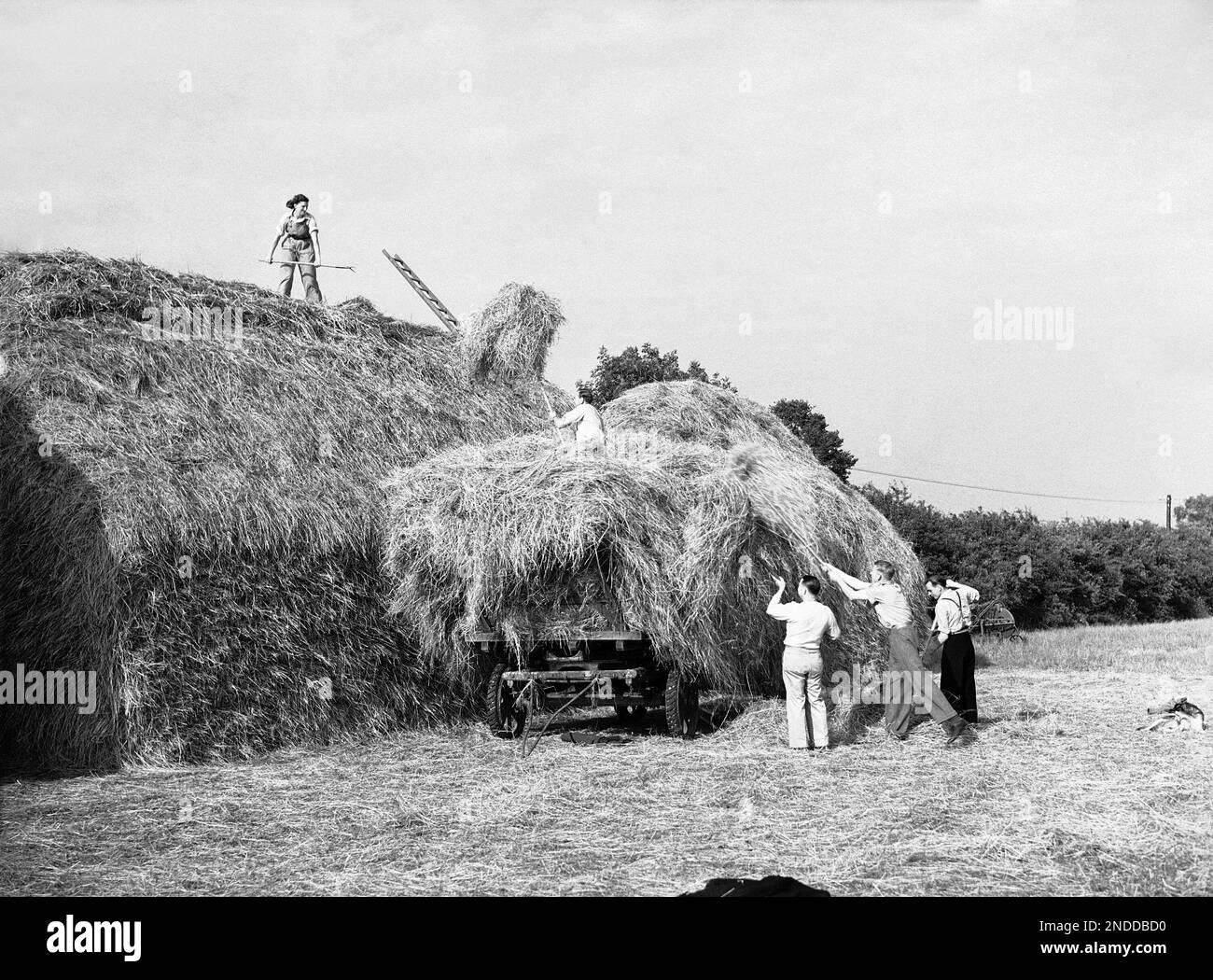 Harvesting the hay. Jane, on the Rick, is stacking, A.J. Higginson is ...