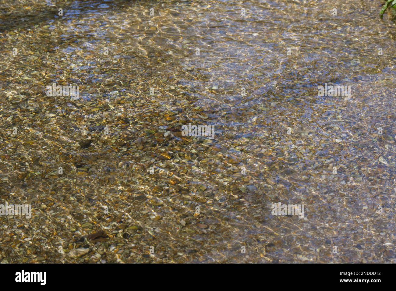 golden pebbles and small stones on a river bed, seen through clear ...
