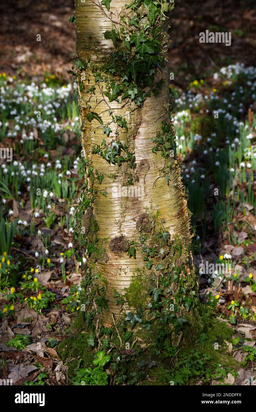 Birch tree flowers hi-res stock photography and images - Alamy