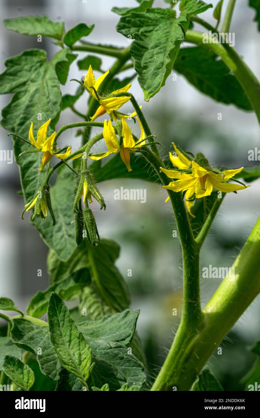 Tomatoes bloom on a bush in a greenhouse Stock Photo - Alamy