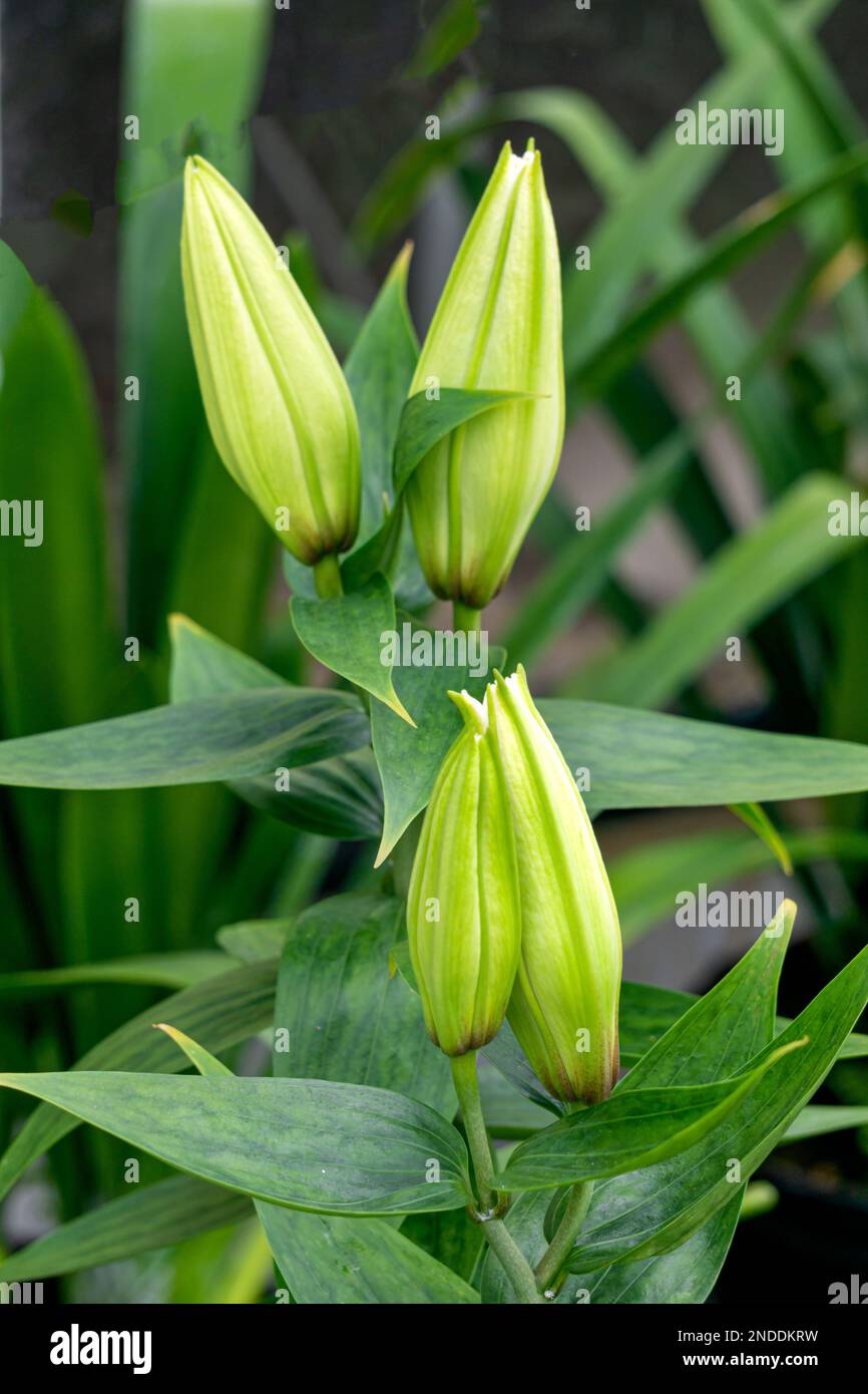 buds of white lily flowers on a flower bed in a summer garden Stock ...