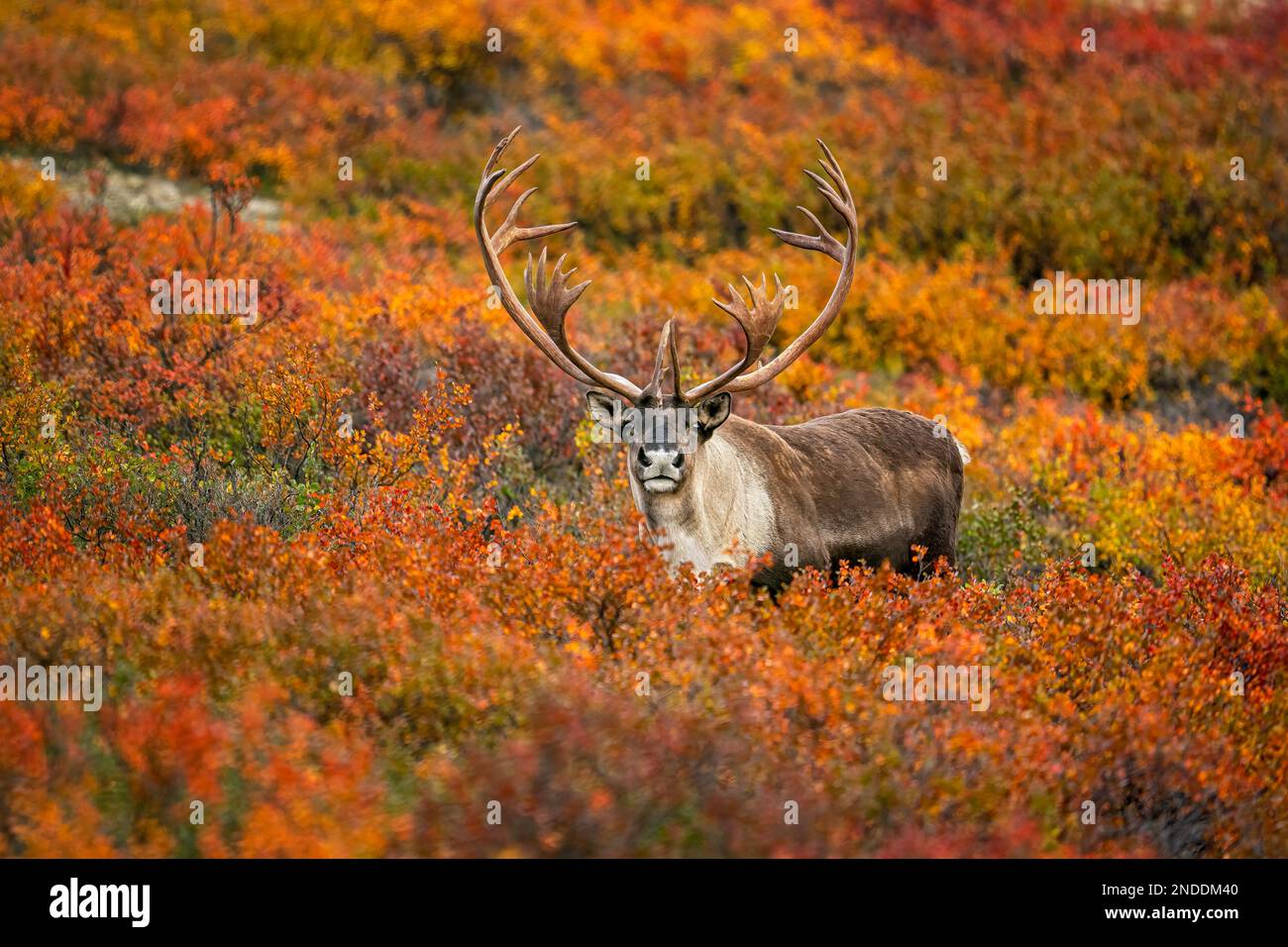 Caribou in denali national park hi-res stock photography and images - Alamy