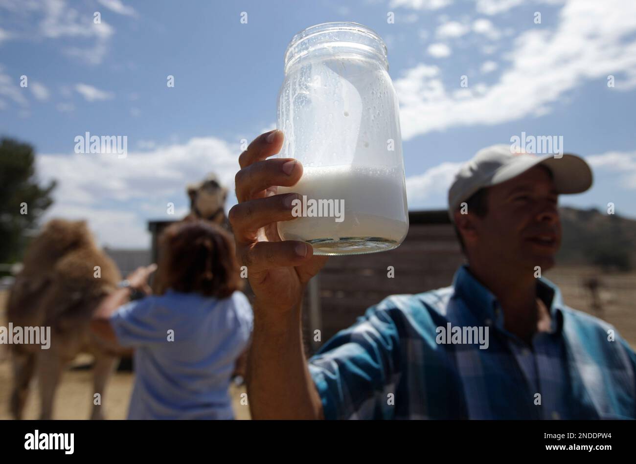 In this photo taken July 9, 2010, Gil Riegler, of Oasis Camel Dairy ...