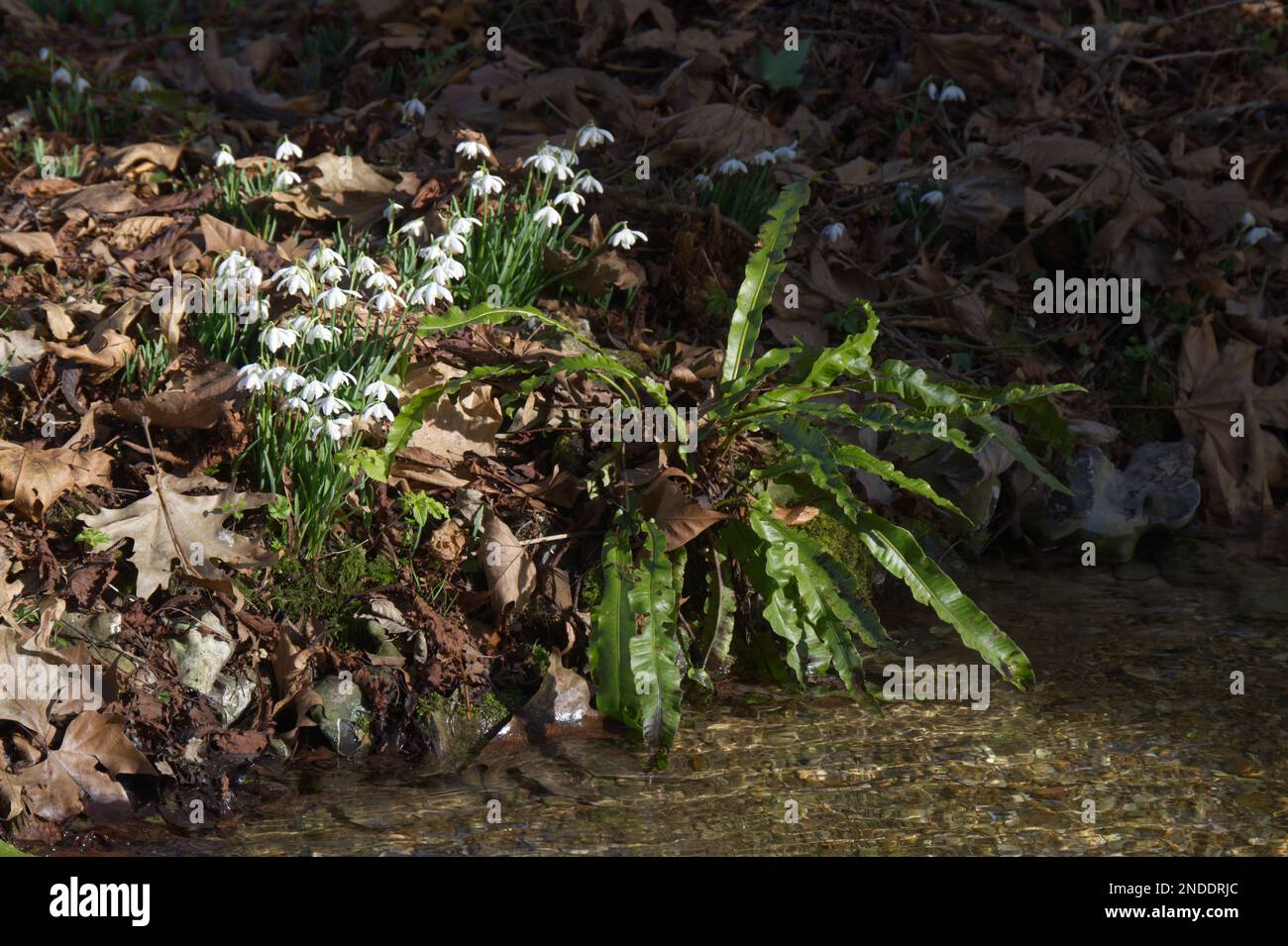 English snowdrops hi-res stock photography and images - Alamy