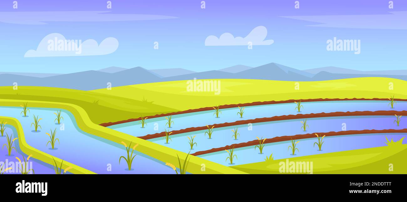 Rice field landscape. Farm with growing plants cartoon background ...