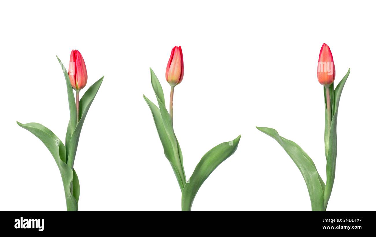 A set of tulips in different angles on a white background Stock Photo ...