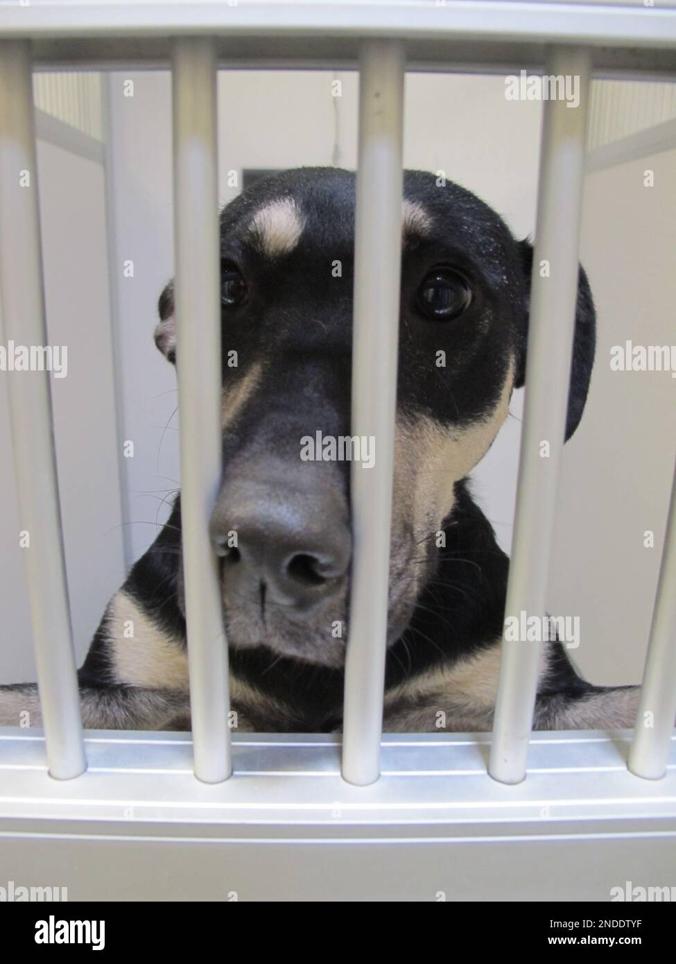 In this photo taken July 7, 2010, Caroline, a German Shepherd mix who ...