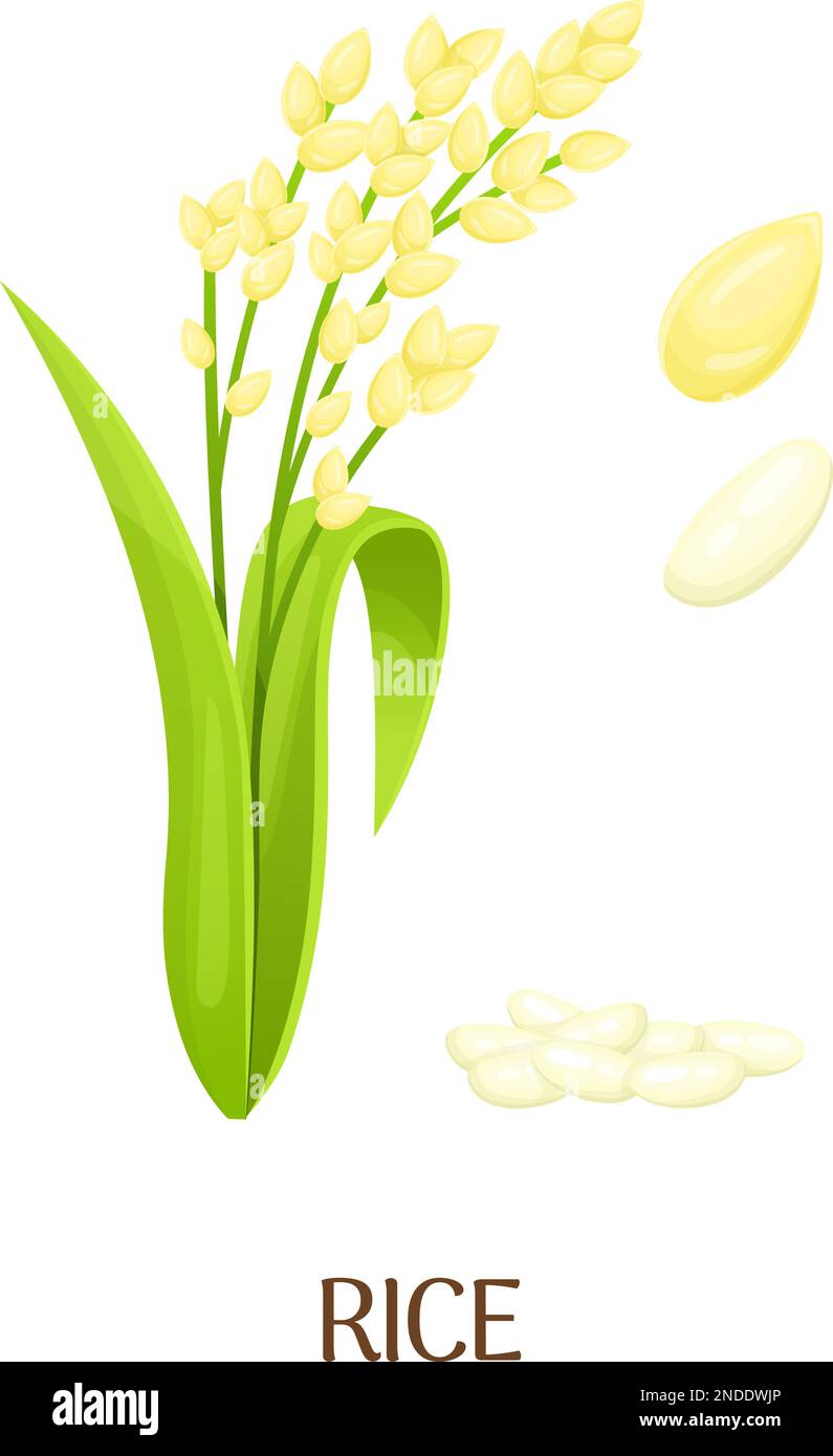 Rice plant and grain illustartion. Cartoon cereal crop isolated on ...