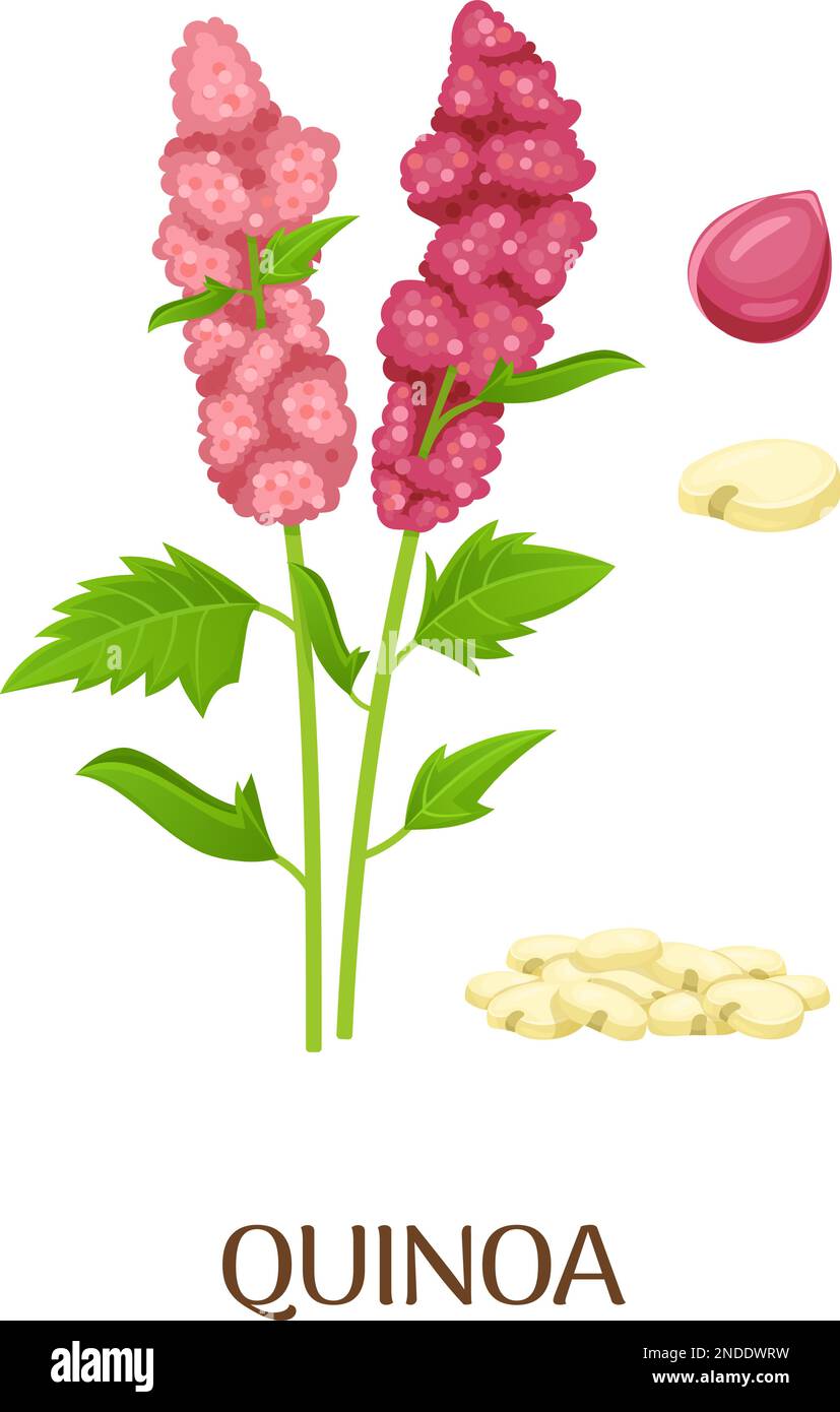 Quinoa seed and growing farm plant. Grain crop isolated on white ...