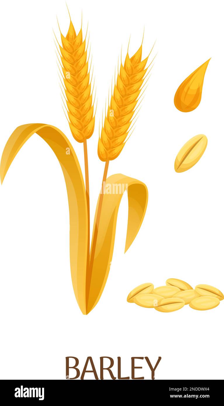 Barley crop. Cartoon farm plant. Botanical illustration isolated on ...