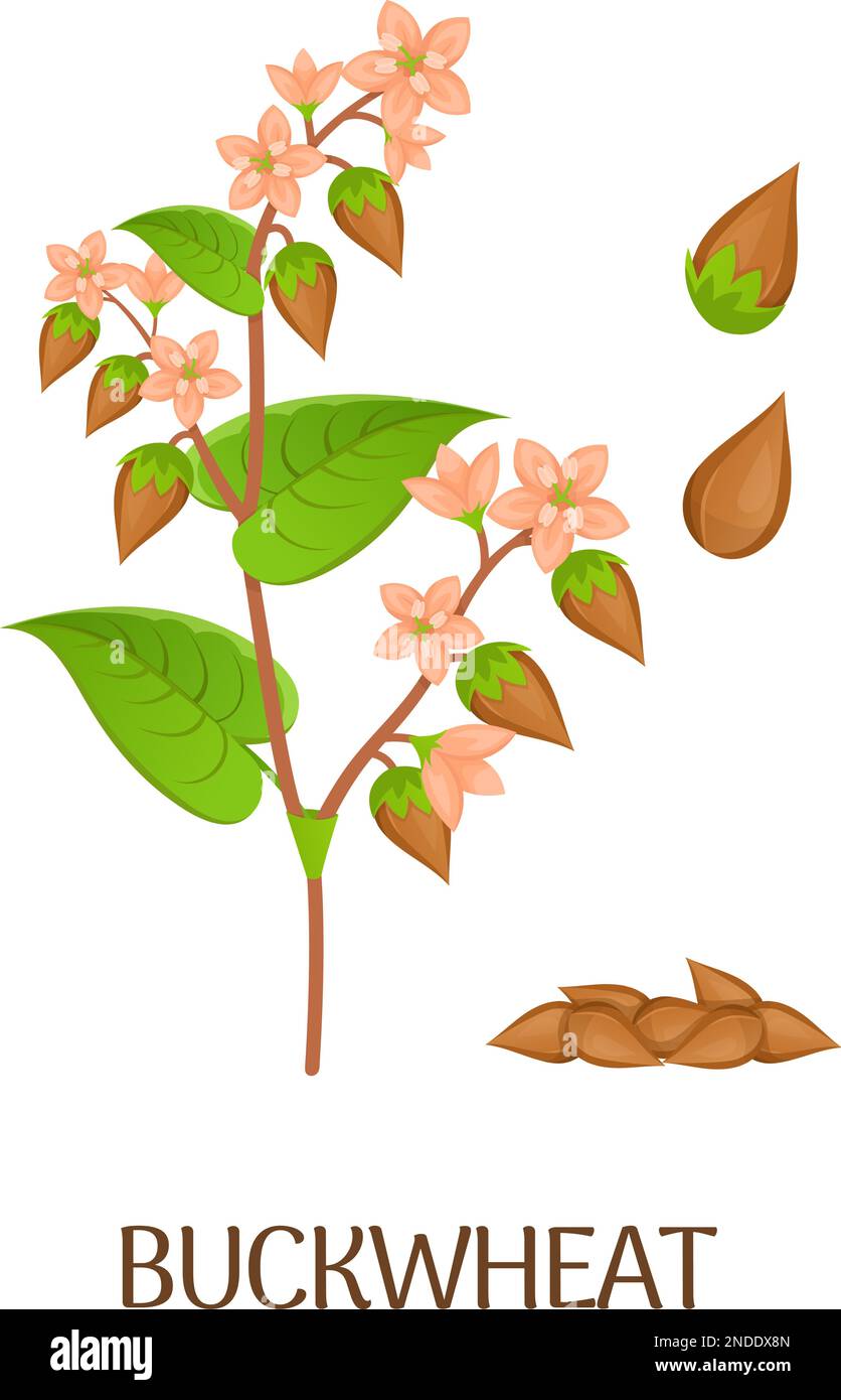 Buckwheat Grain Diagram