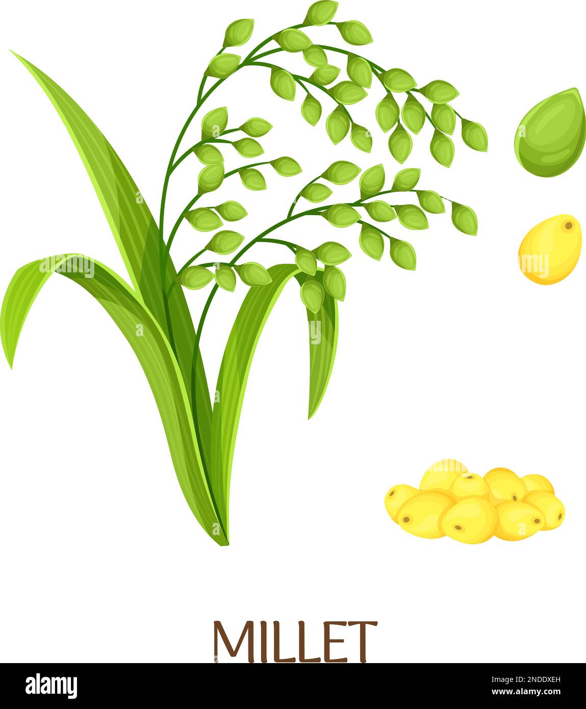 Millet grain. Farm cereal plant. Cartoon crop isolated on white ...