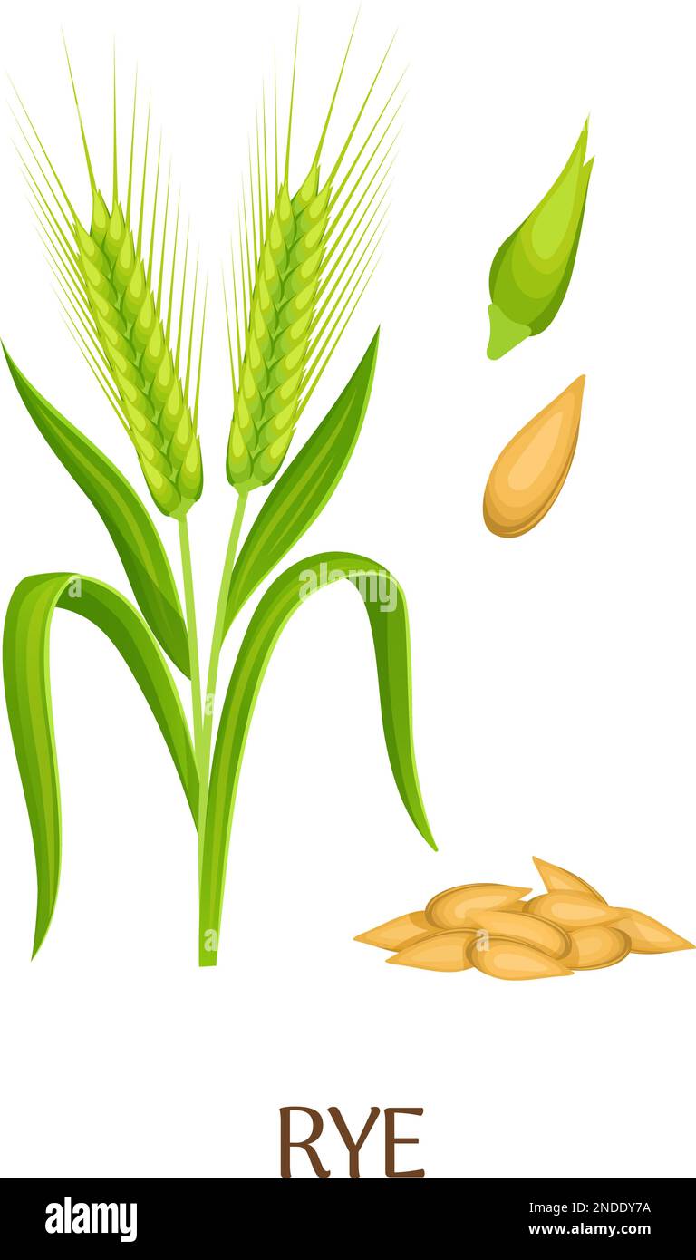 Rye plant and seed grain. Cartoon crop illustration isolated on white ...