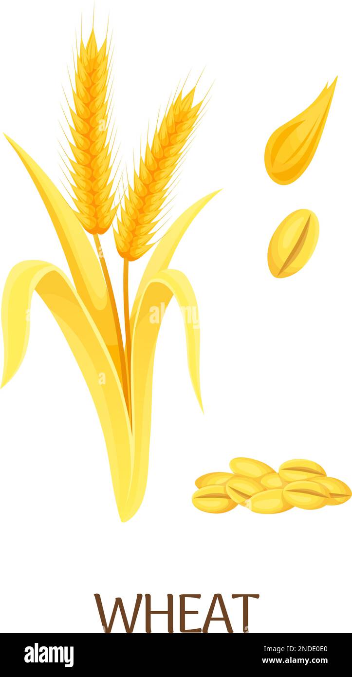 Wheat crop illustration. Cartoon farm seed plant isolated on white ...