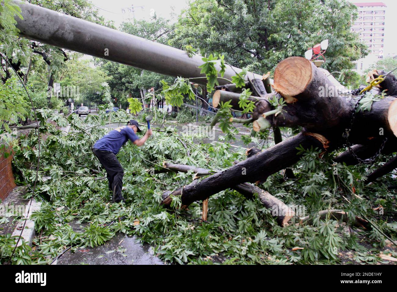 A worker cuts tree branches from a fallen tree that block a major road ...