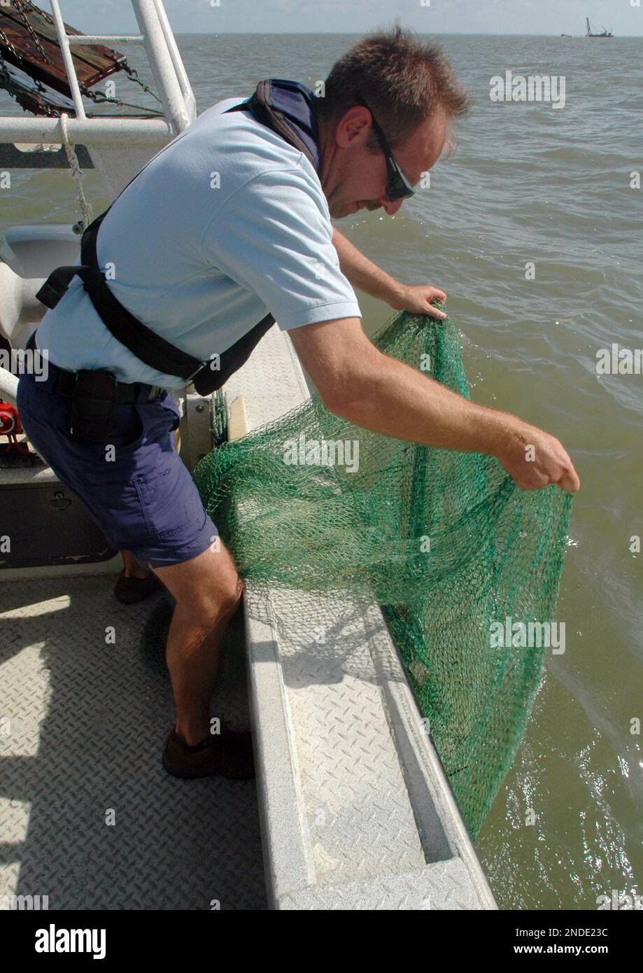 State marine biologist John Mareska works with a shrimp net during a ...