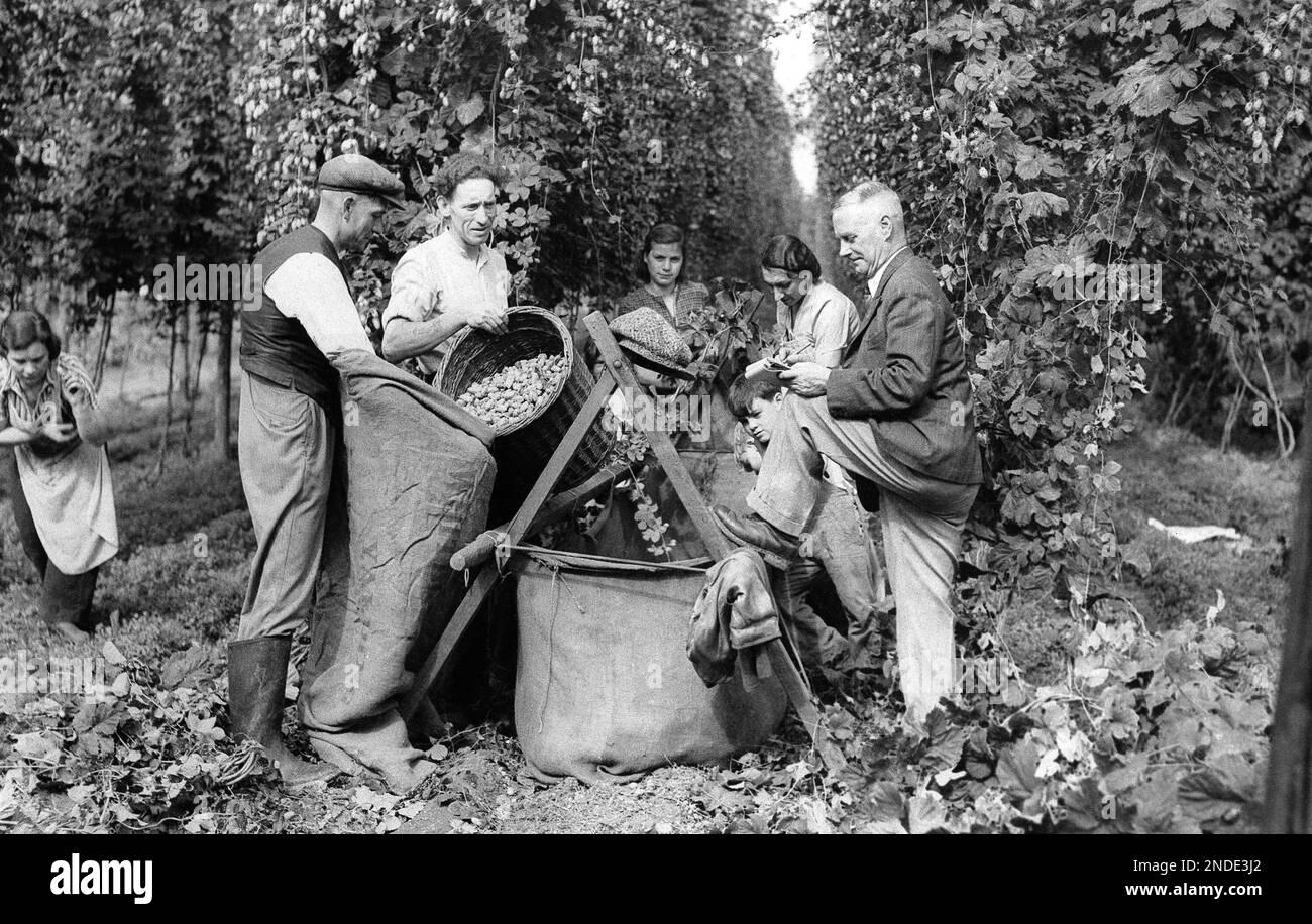 Measuring the picked hops from the bin into the poke at a hopfield at ...