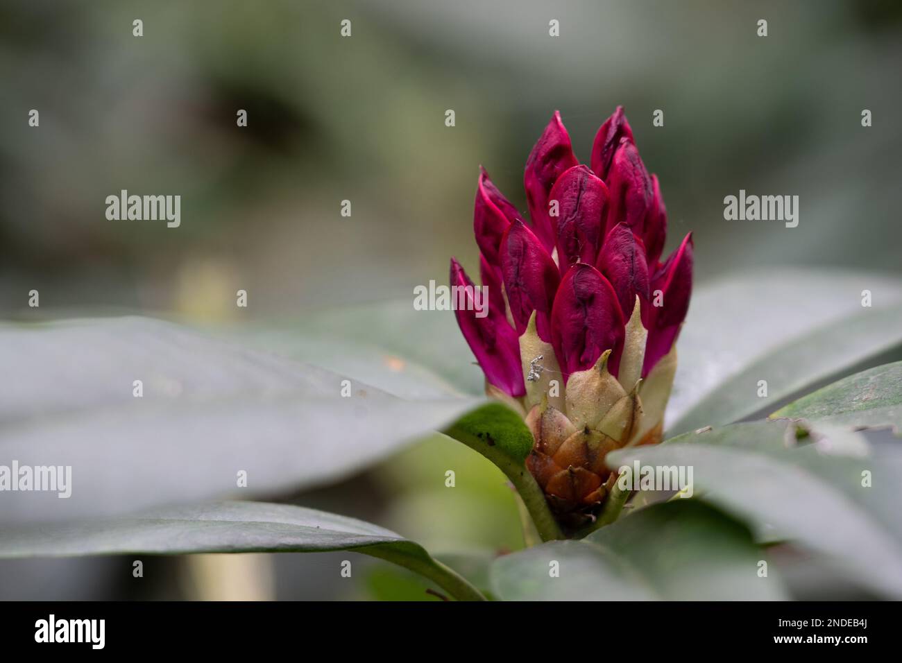 Dark red cacti style plant flower hi-res stock photography and images ...