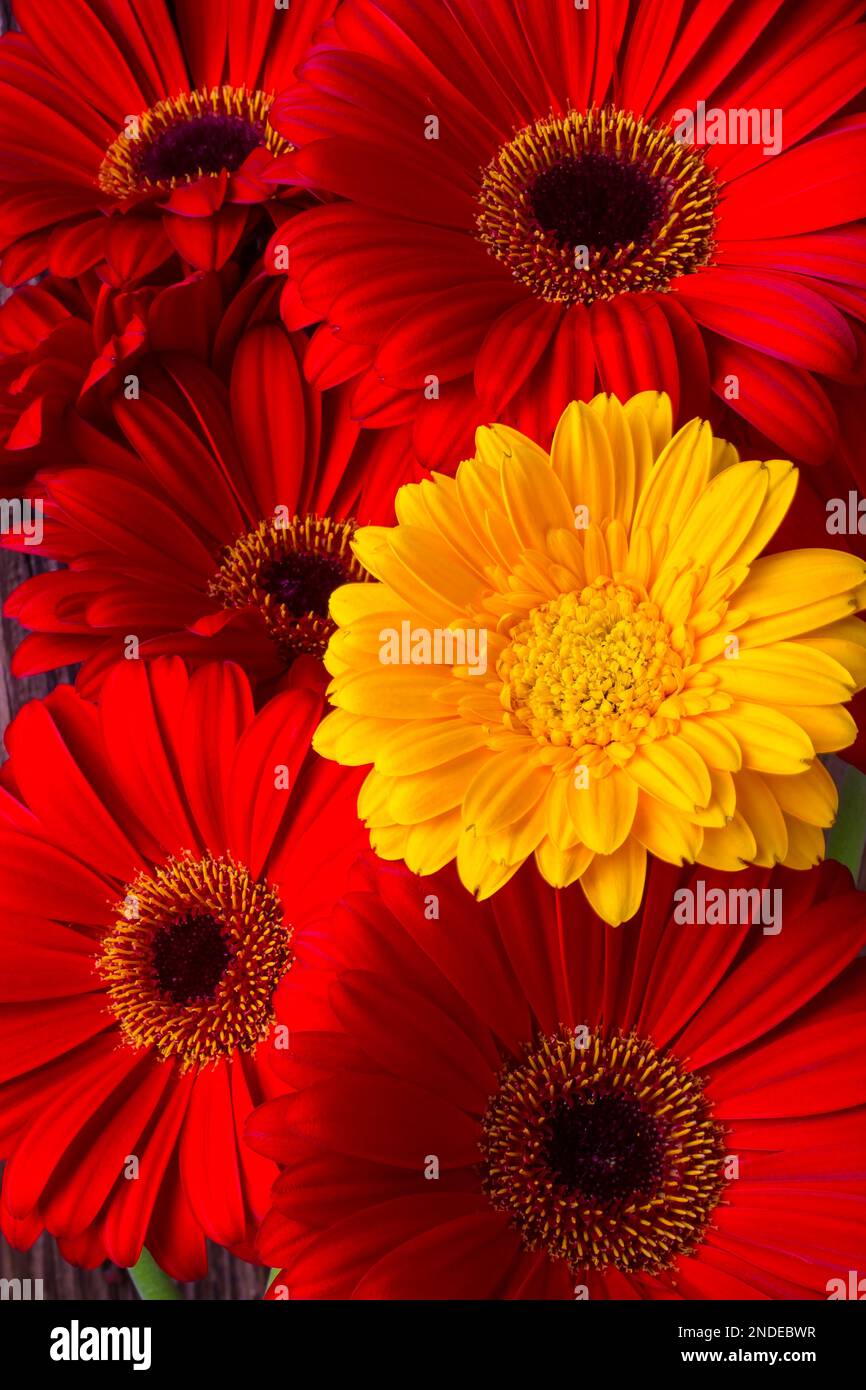 Red Mums, Yellow Daisy, flowers Stock Photo - Alamy