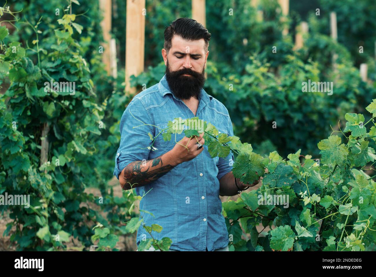 Wine making. Young man grabbing grape in vineyard. Harvester cutting bunch of grapes in vineyard ...
