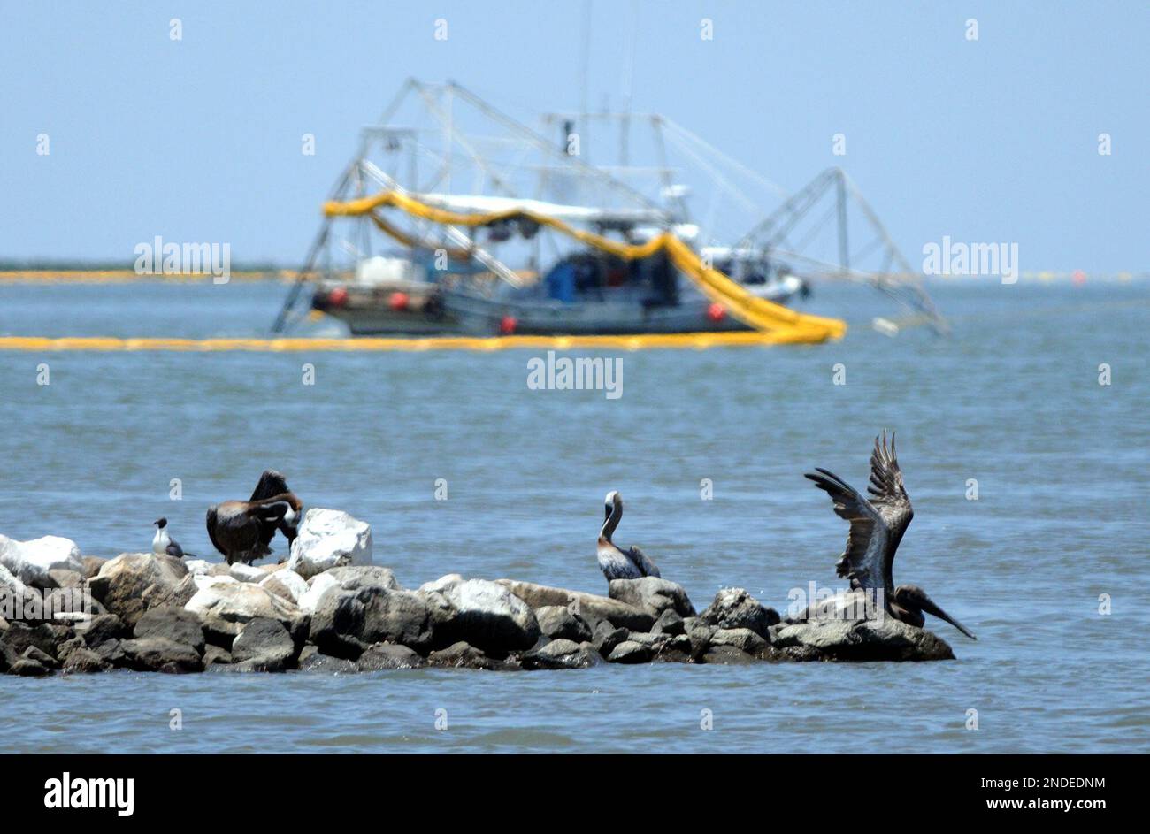 Pelicans watch a shrimp trawler skim oil in Caminada Bay north of Grand ...