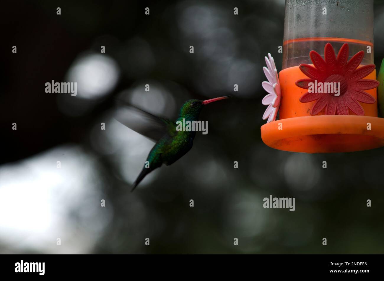 A hummingbird eating from colored feeder in the garden with blur ...