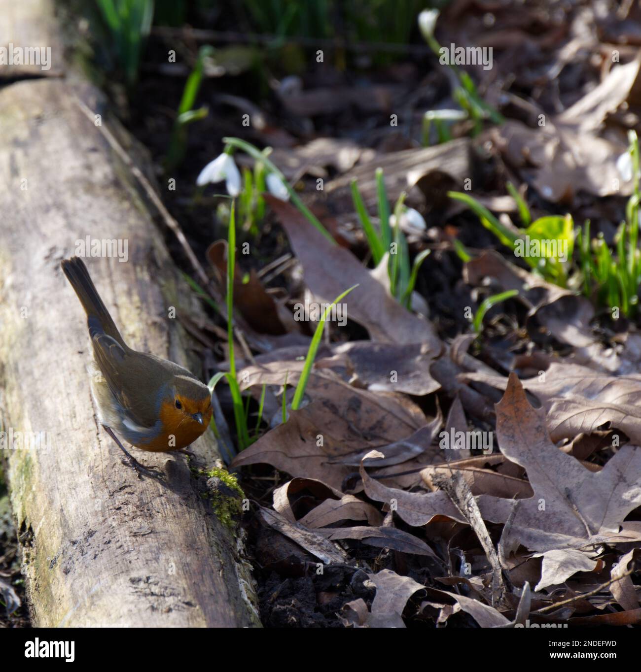British wild robin hi-res stock photography and images - Alamy