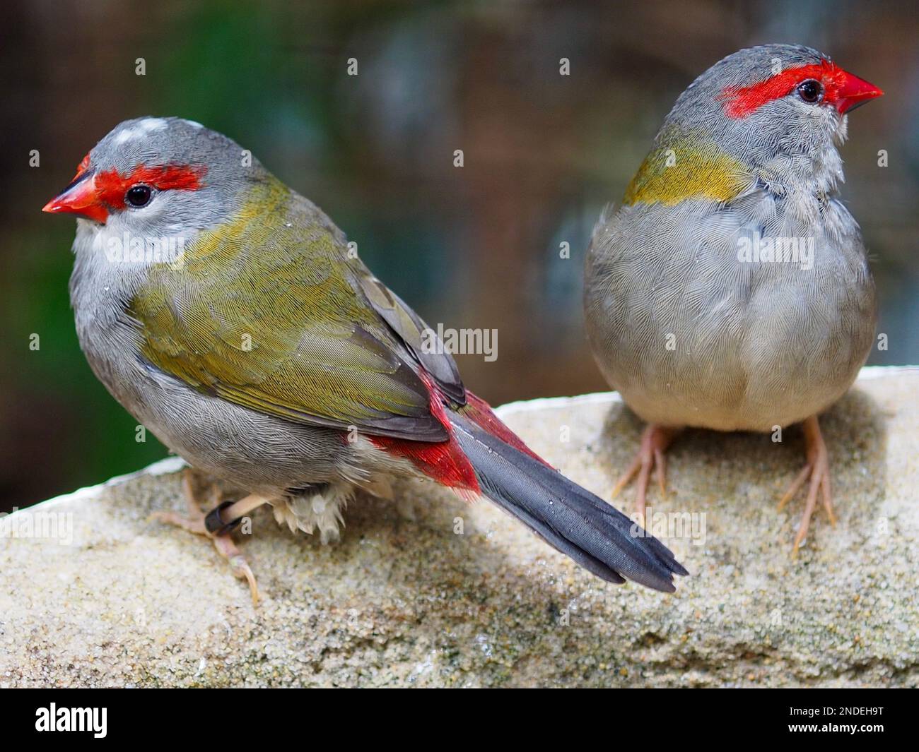 Spectacular petite Red-Browed Finches with sparkling eyes and vivid ...