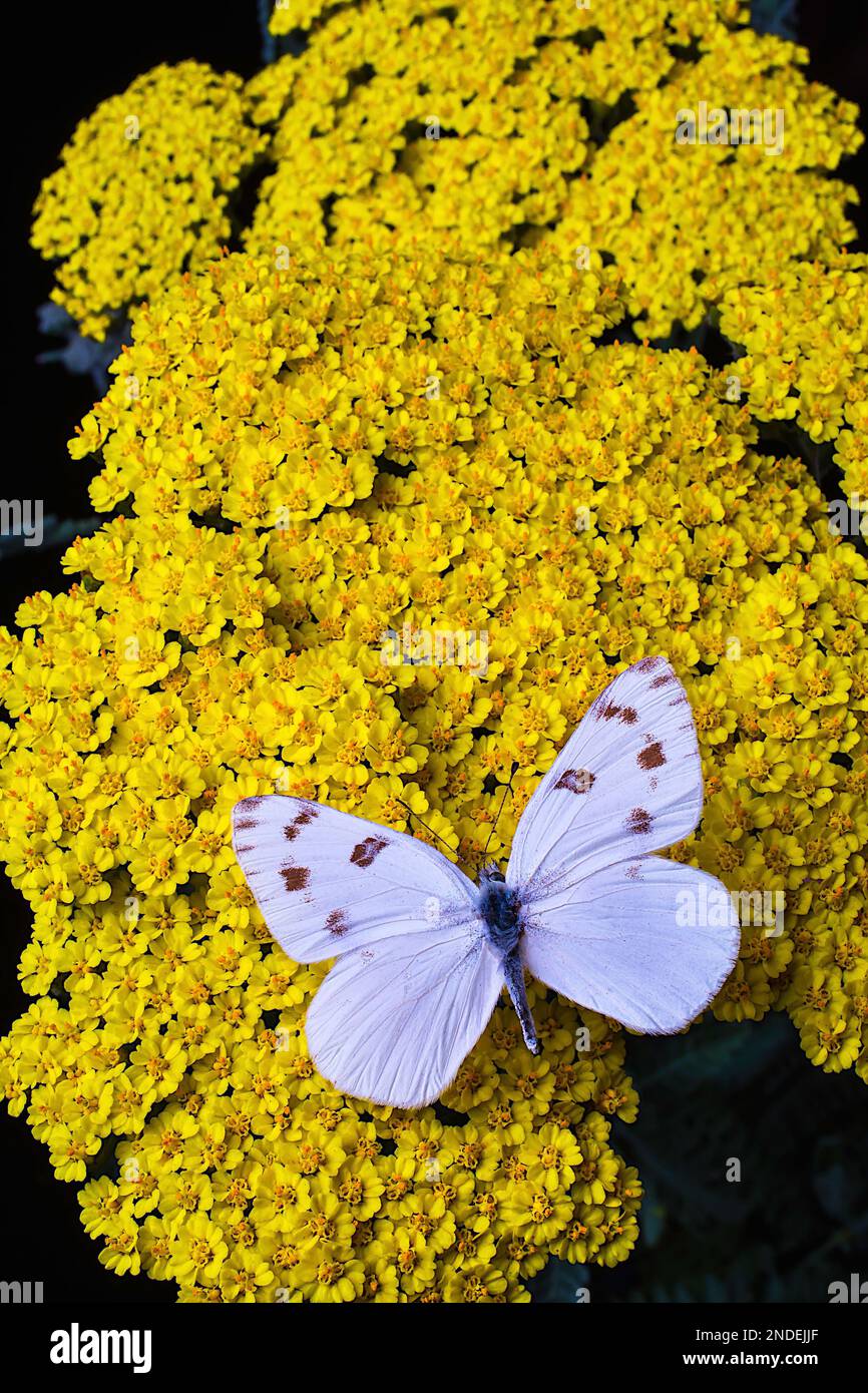 White Daisy With Golden Mums Stock Photo - Alamy