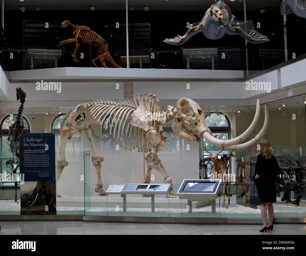 In this July 7, 2010 photo, a 20,000-year-old American mastodon found ...