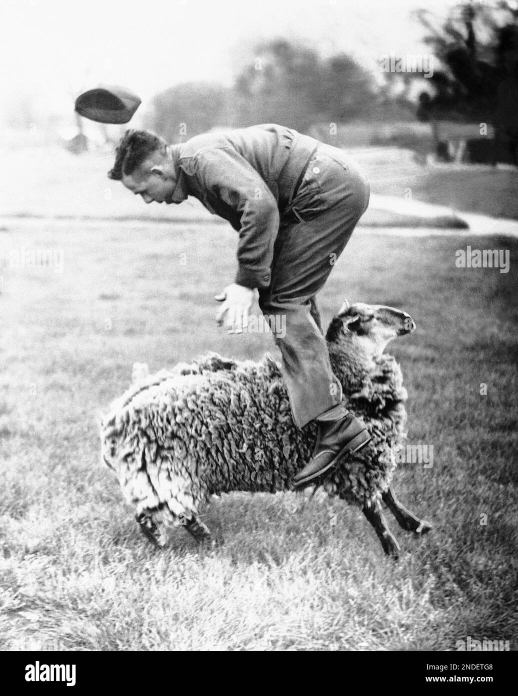 Larry the lamb, mascot of an anti-aircraft unit in the London area ...