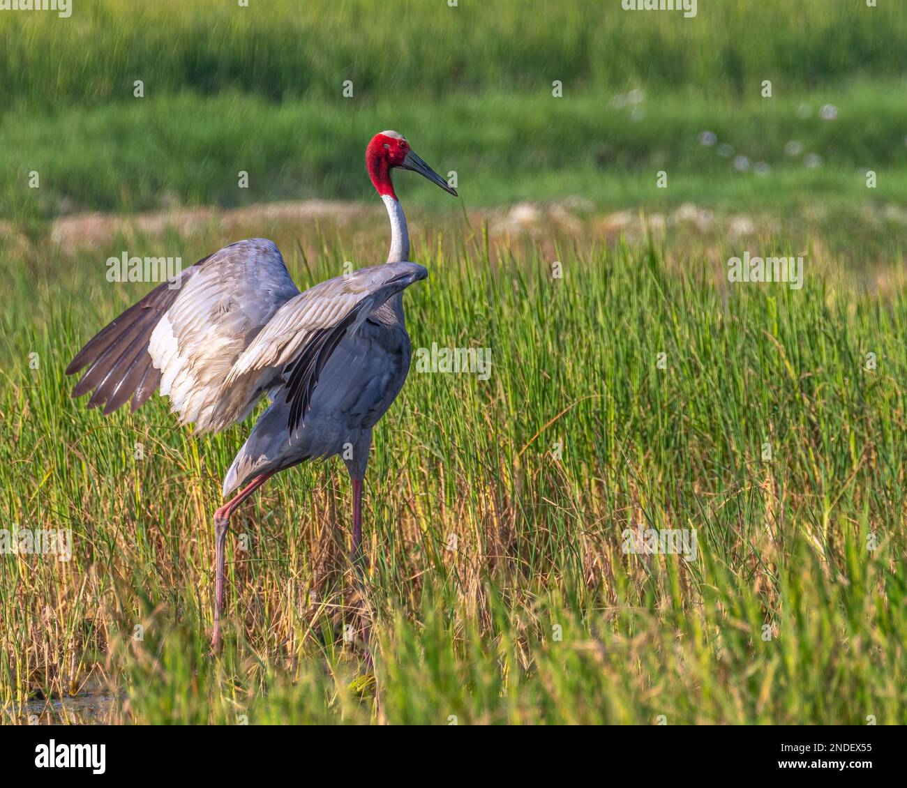 Couple sarus crane walking hi-res stock photography and images - Alamy