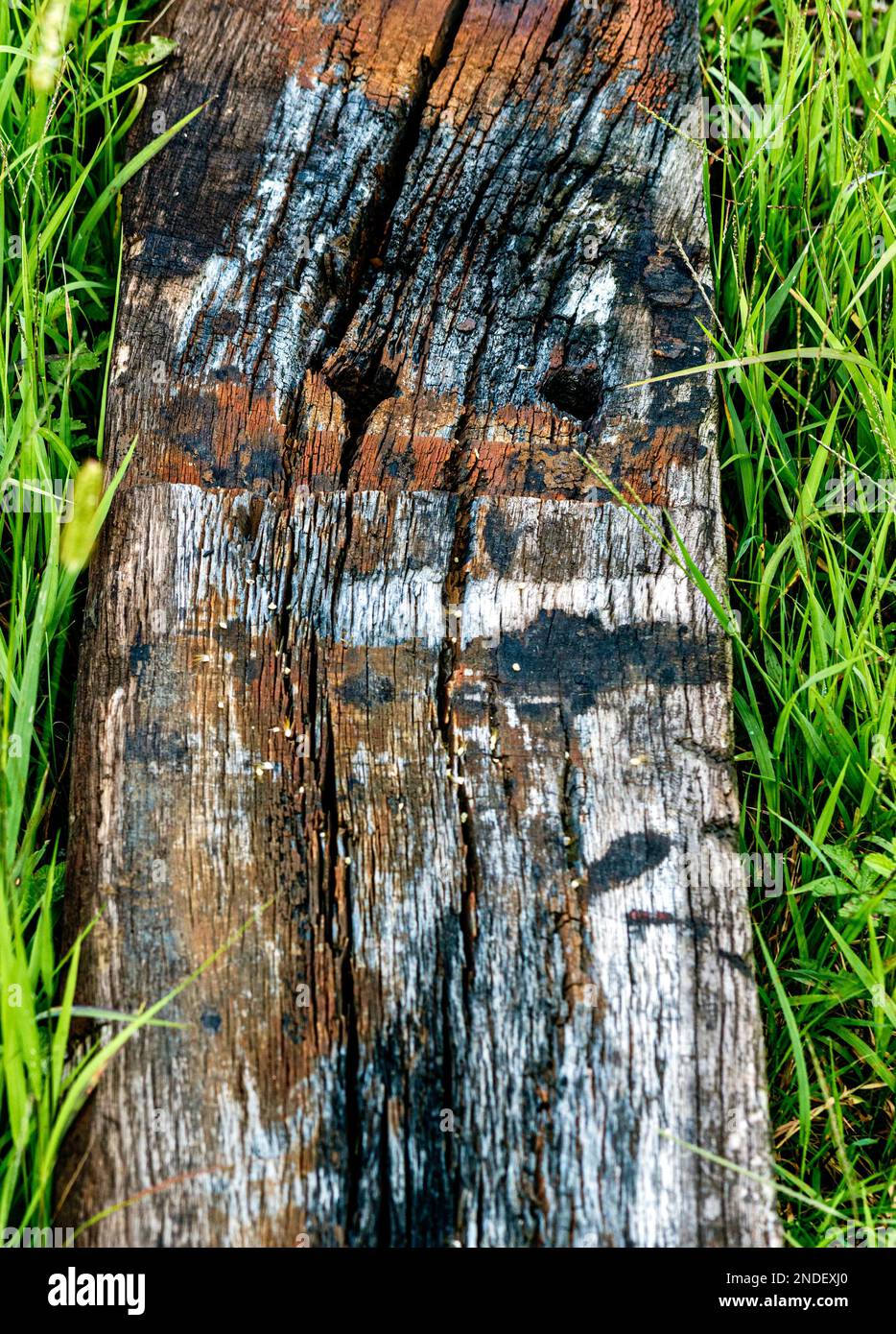 Natural texture on a cut tree bark. Natural unfiltered designs with ...