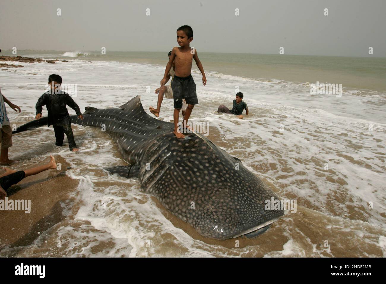 Pakistan children walk on dead baby whale trapped in a shallow water ...