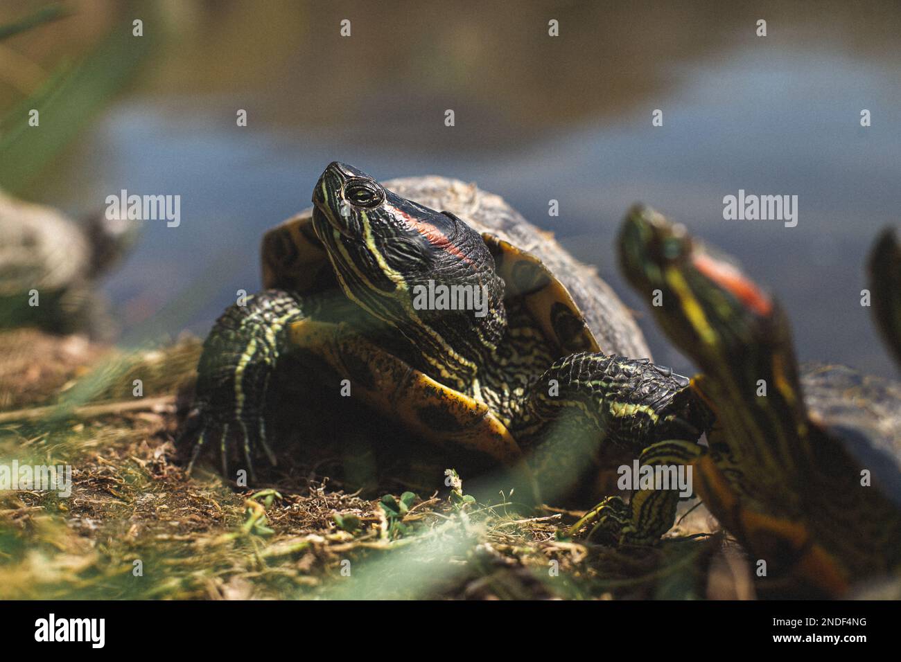 Red-eared turtles near the lake Stock Photo - Alamy