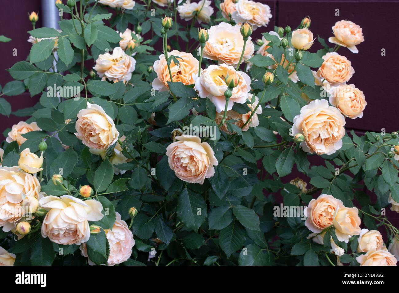 Beautiful fresh delicate roses in Cottage garden. Natural background ...