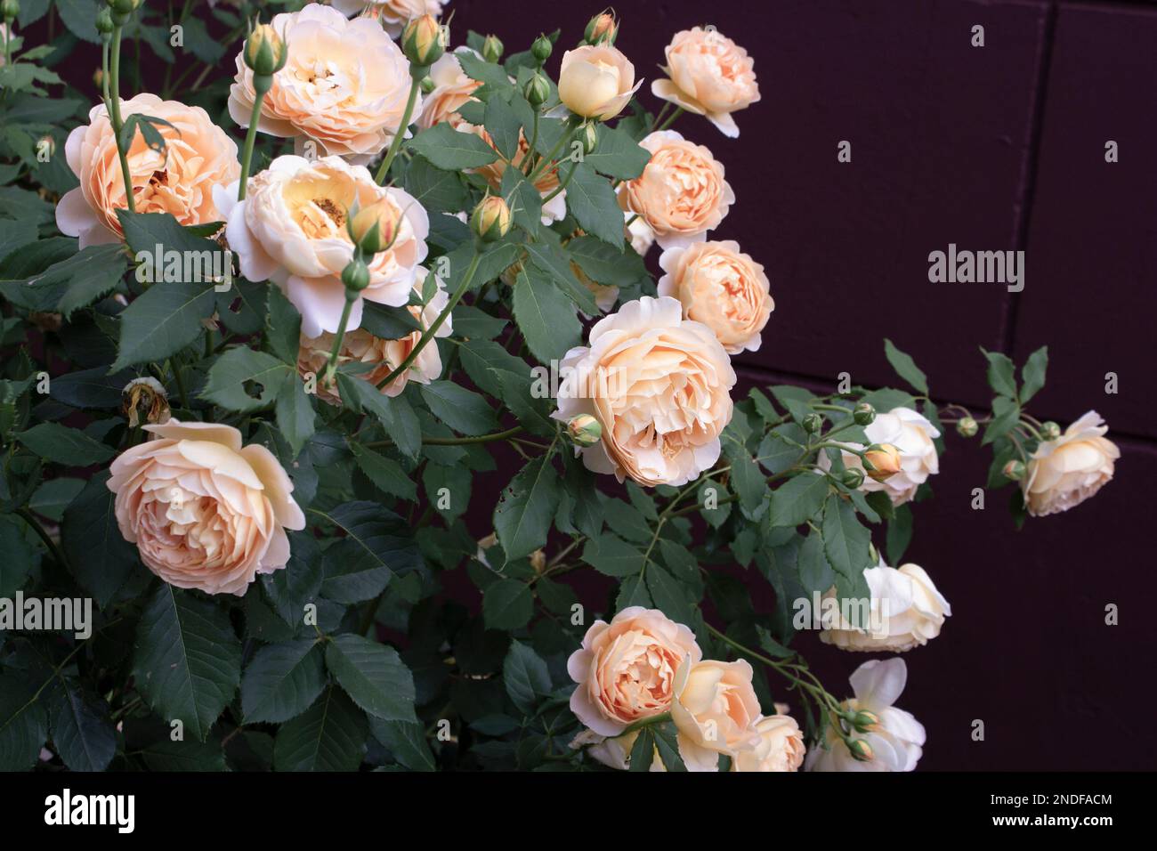 Beautiful fresh delicate roses in Cottage garden. Natural background ...