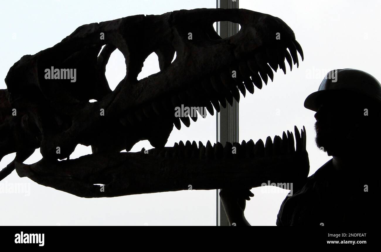 The skull replica of dinosaur "Lessemsaurus sauropoides" is silhouetted ...