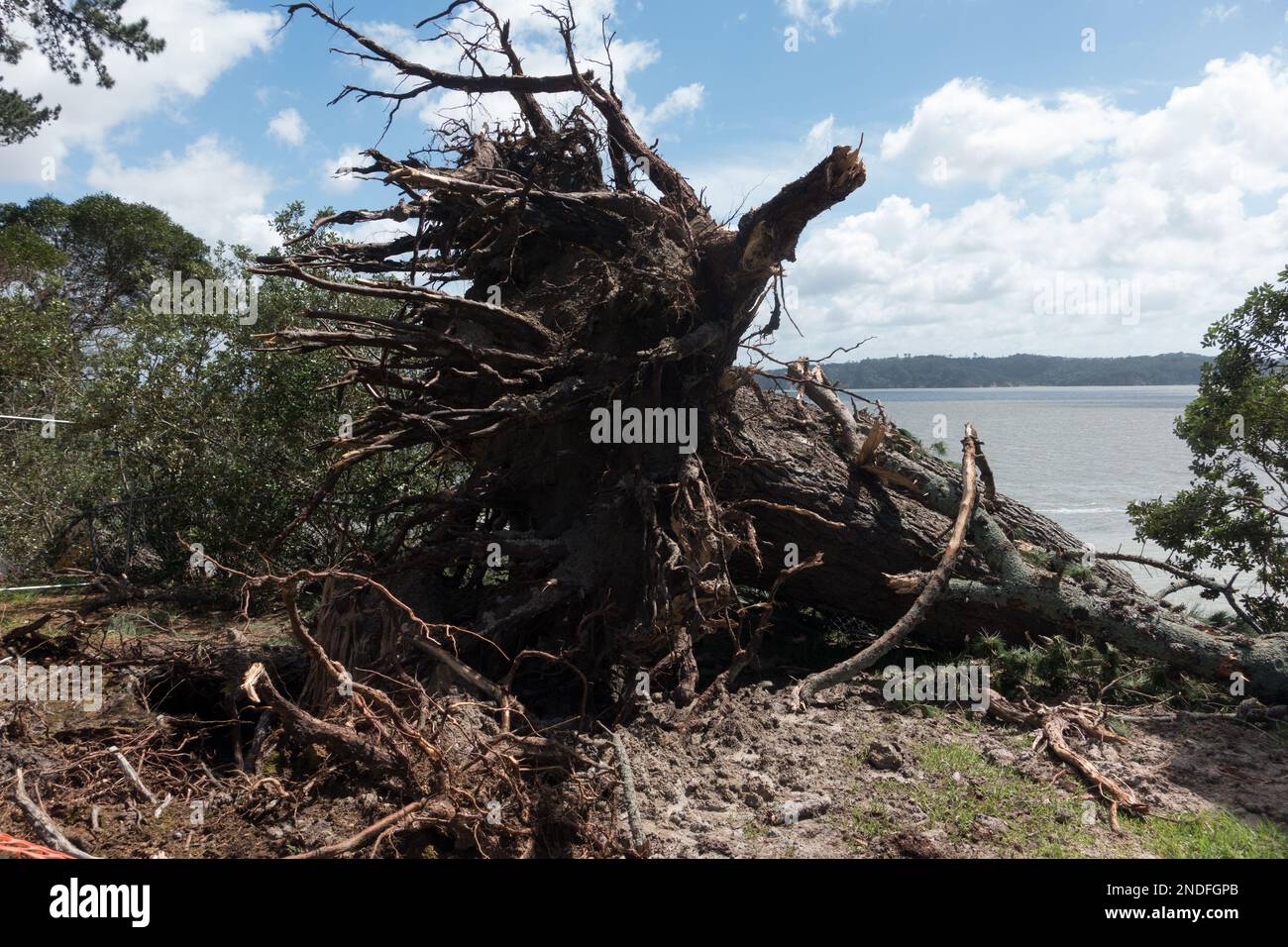 Following tropical storm Cyclone Gabrielle roots of a large tree can be ...