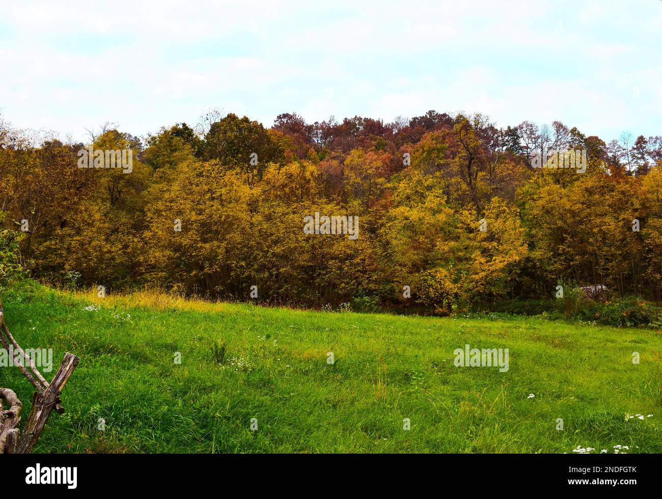 The magical autumn colors of the forest and the still fresh green grass ...