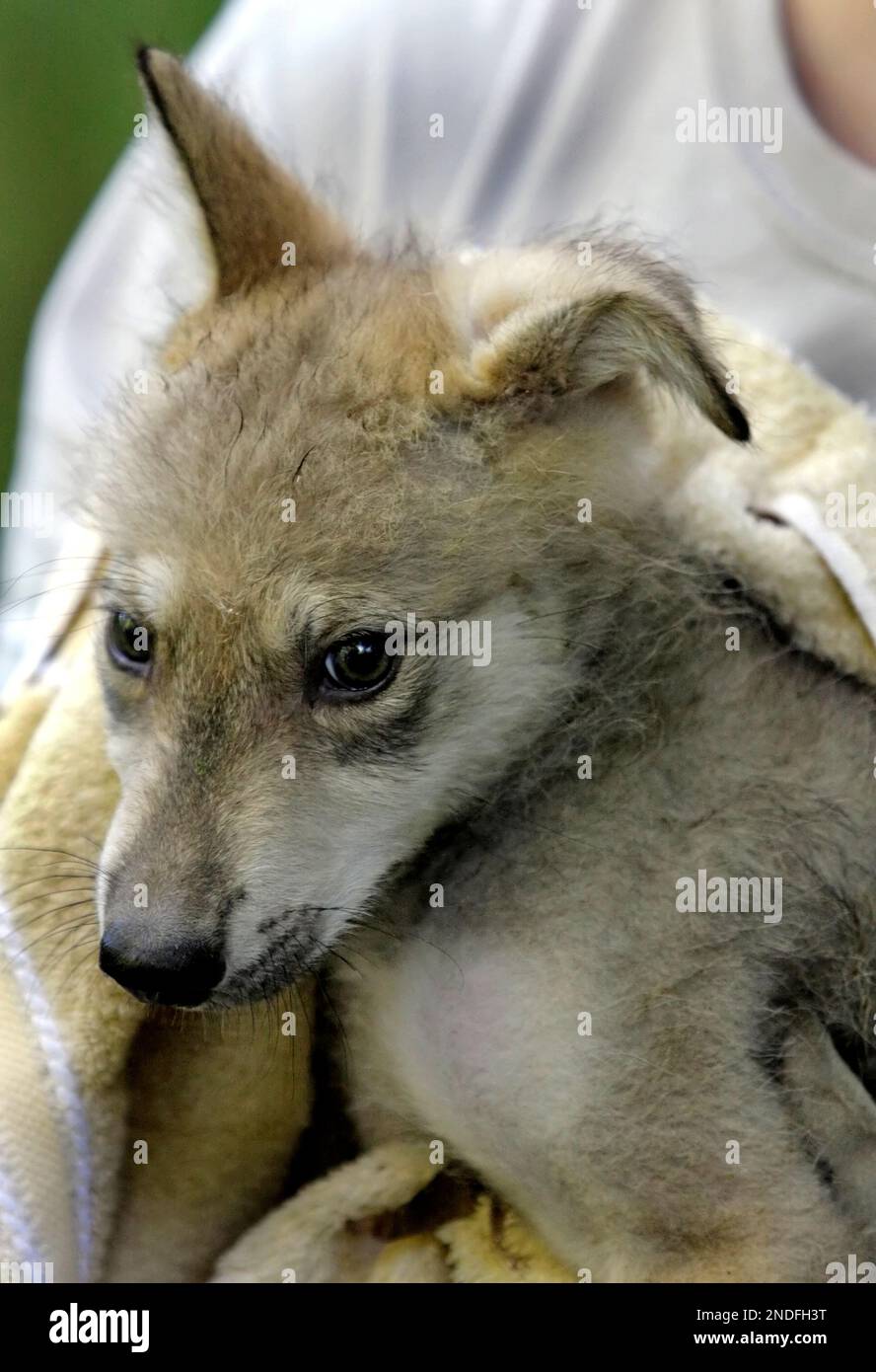 One of five eight-week-old Mexican Gray wolf pups is held by a keeper ...