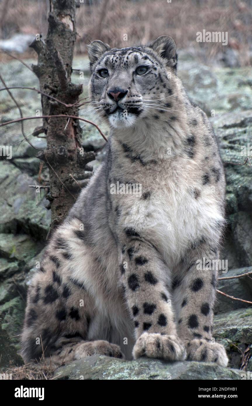 Snow leopard species hi-res stock photography and images - Alamy