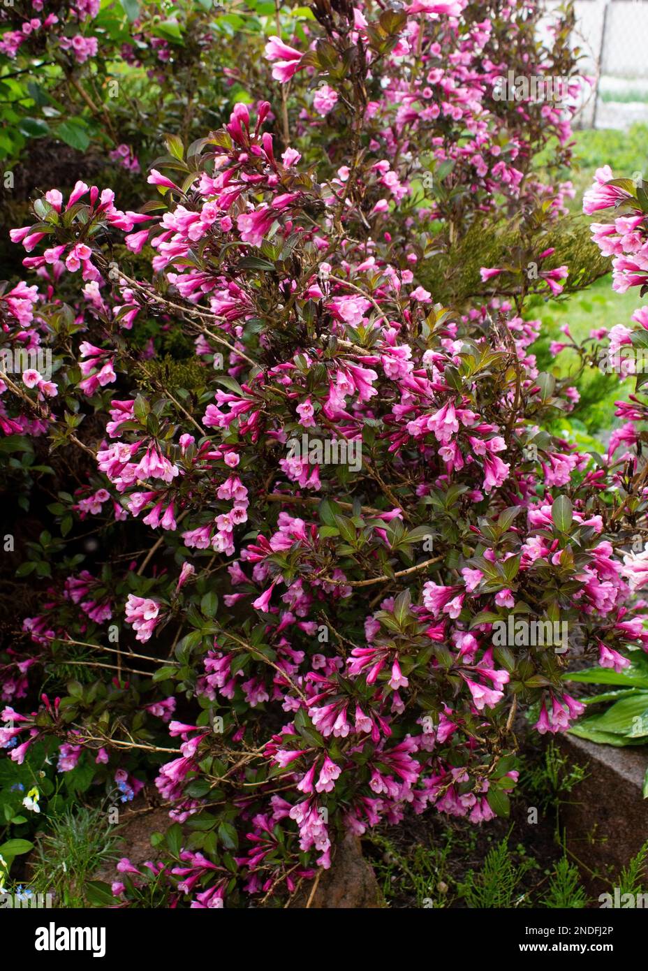 Weigela from the honeysuckle family blooms in spring. Beautiful pink ...