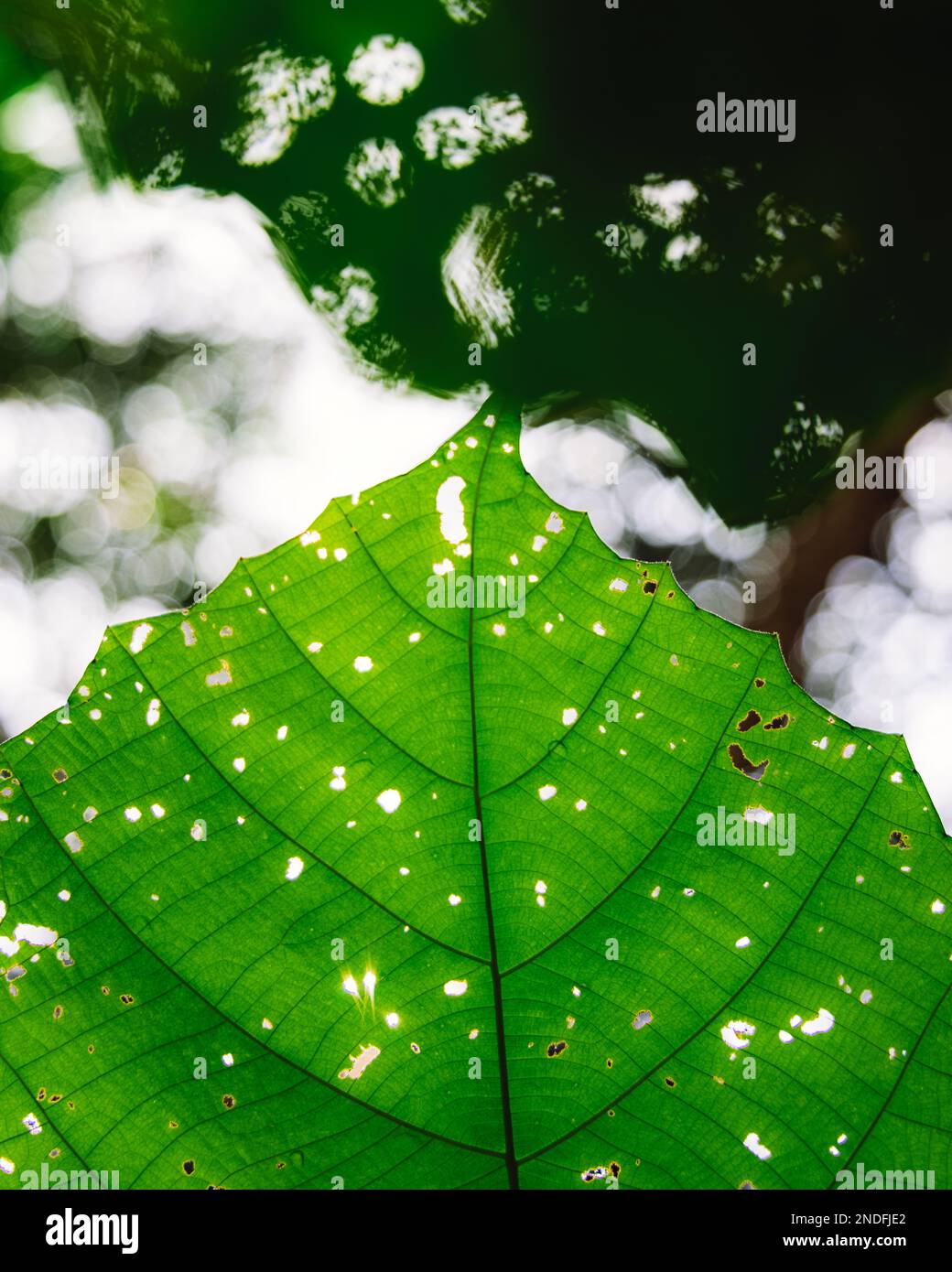 Large backlit leaf with small holes Stock Photo - Alamy