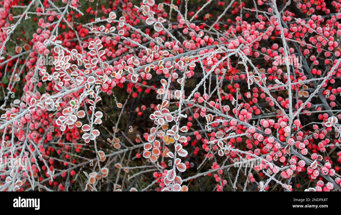 A large bush with red berries is covered with frost. Morning frosts in ...