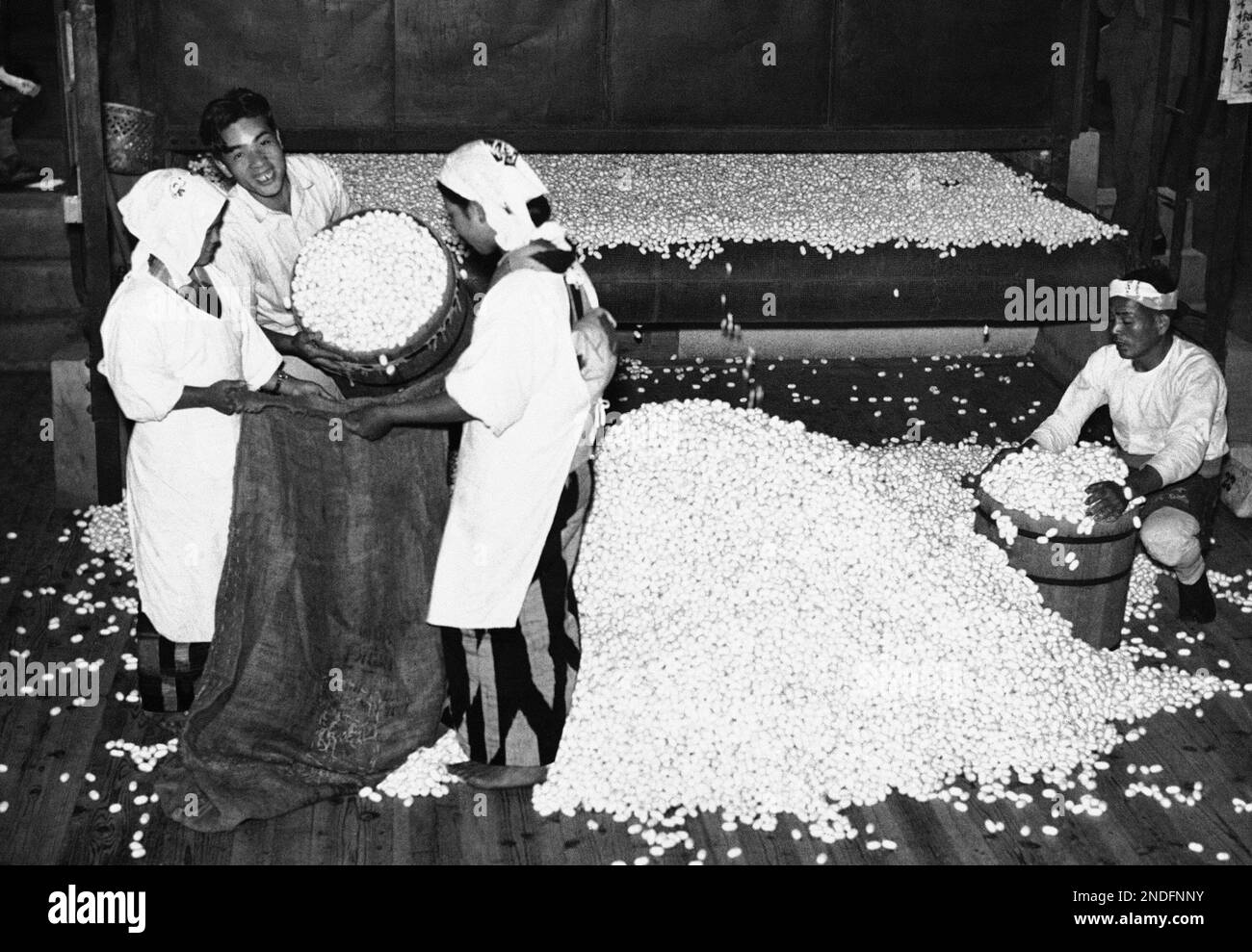 It is cocoon time in Japan. Millions of silkworm cocoons are gathered ...