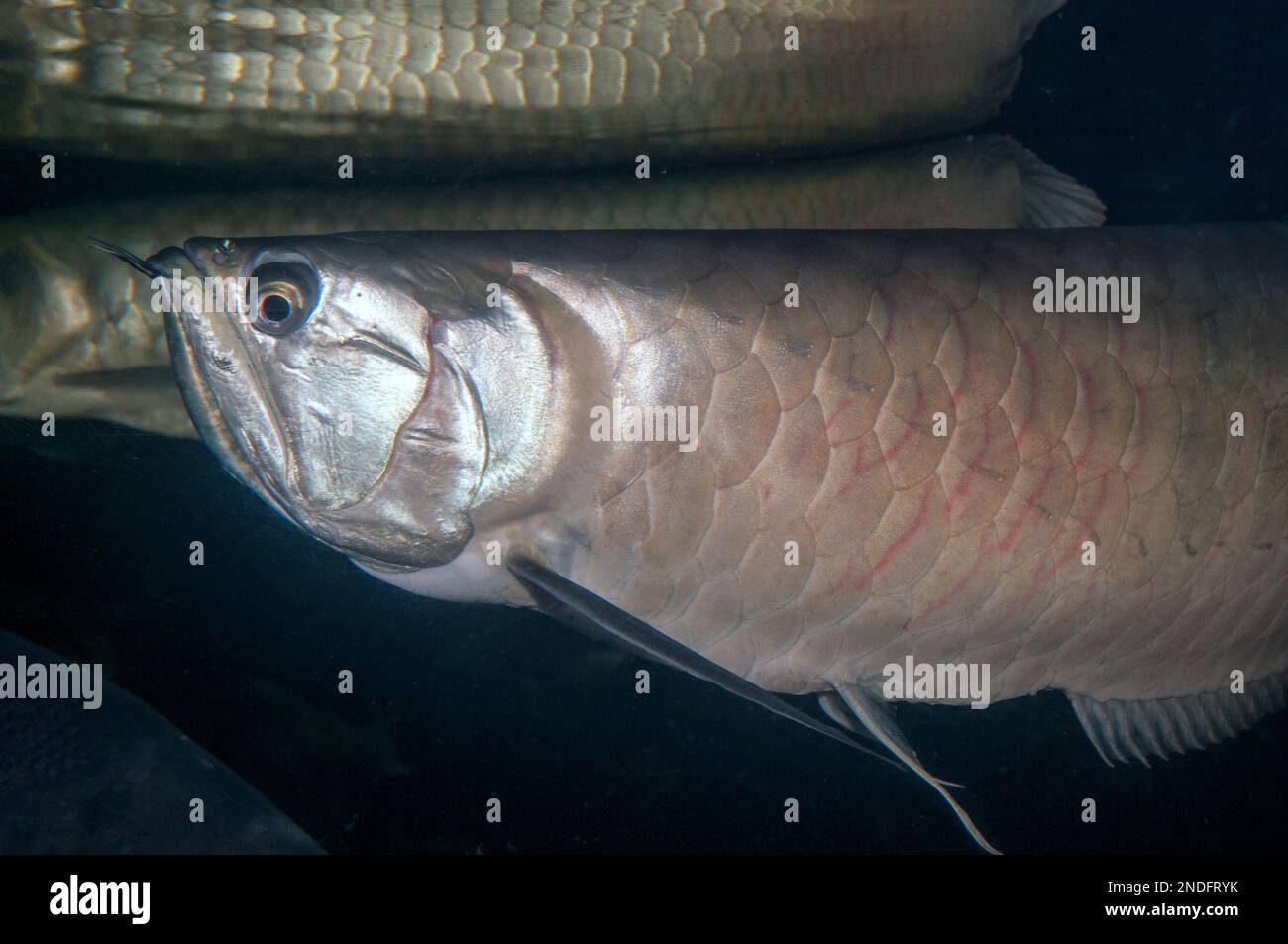 Underwater face hi-res stock photography and images - Alamy