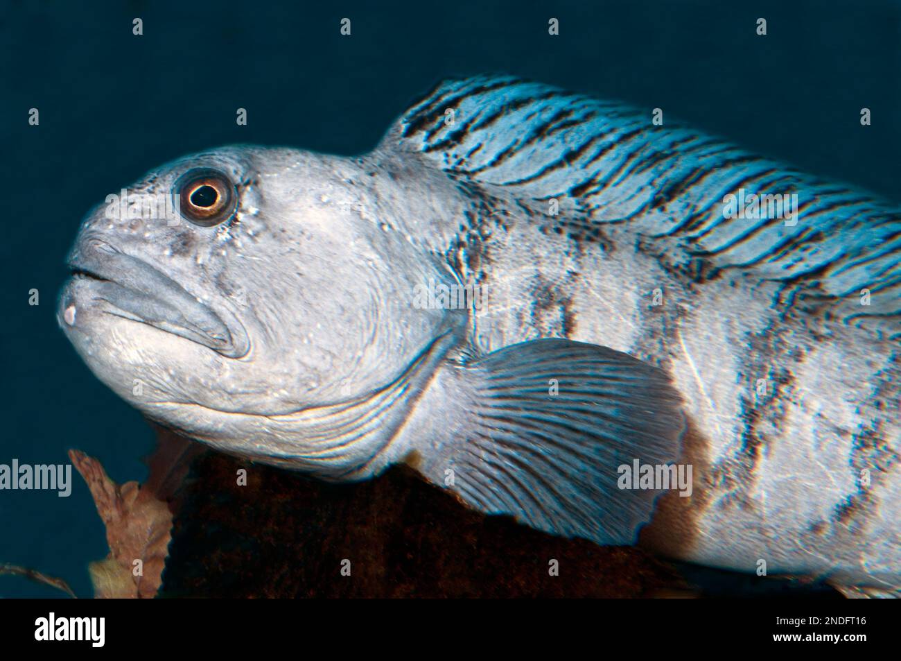Atlantic wolffish, medium shot sitting on ledge Stock Photo - Alamy