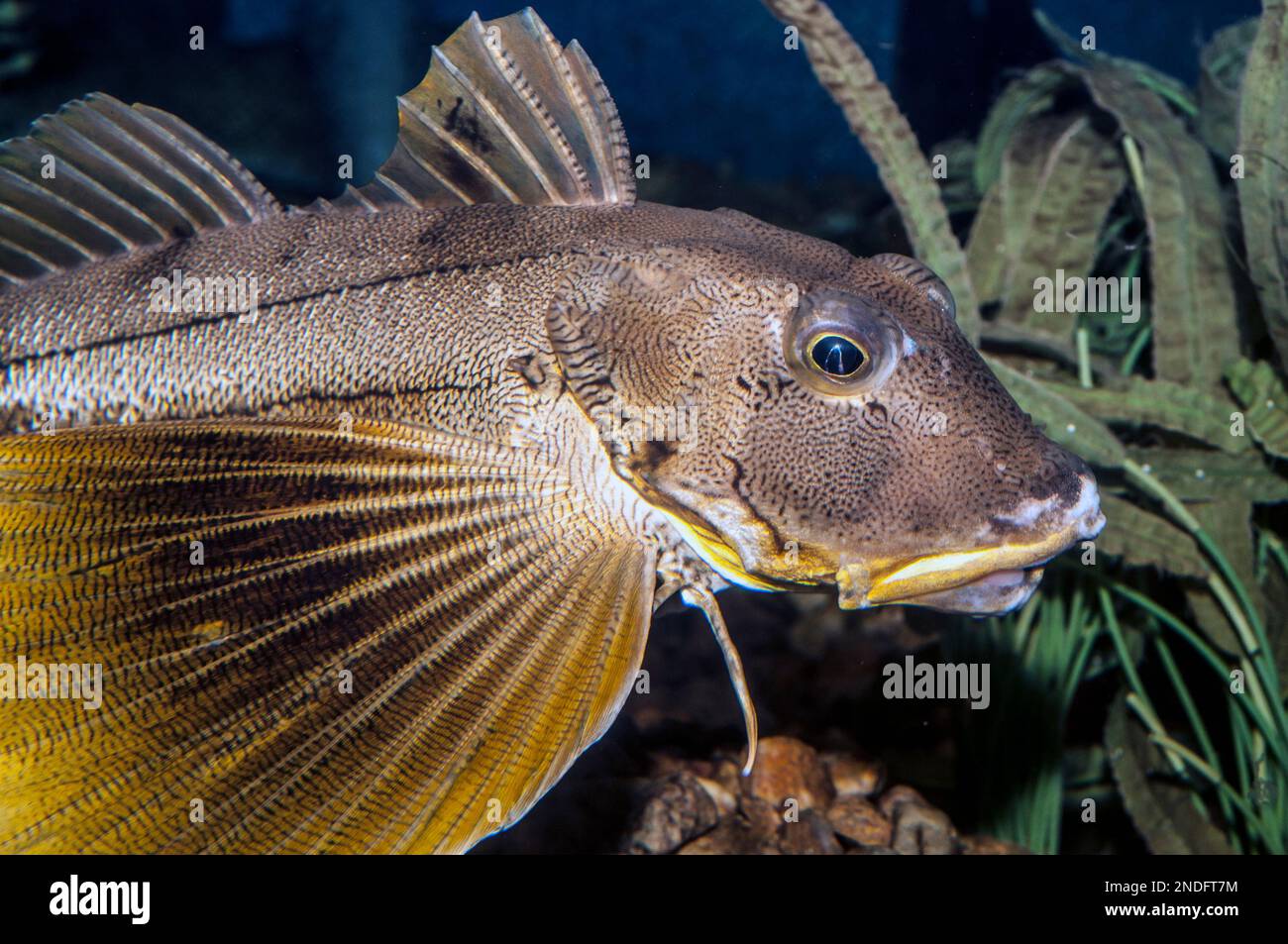 Northern Sea Robin